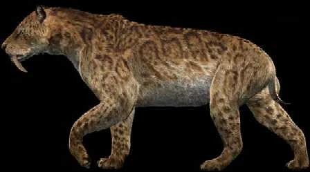 Smilodon Gracilis | Animali Wiki | Fandom