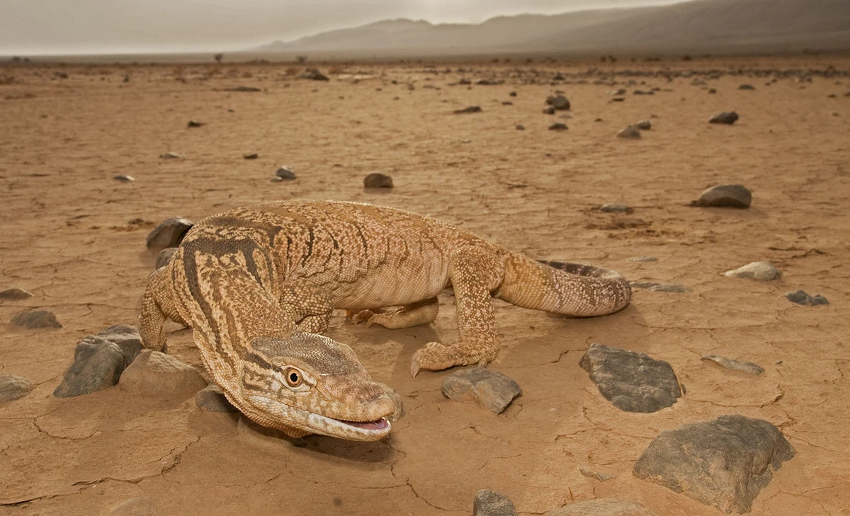 Varano del deserto | Animali Wiki | Fandom