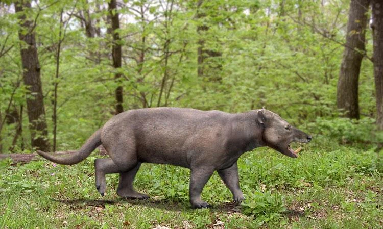 Arctocyon | Animali Wiki | Fandom