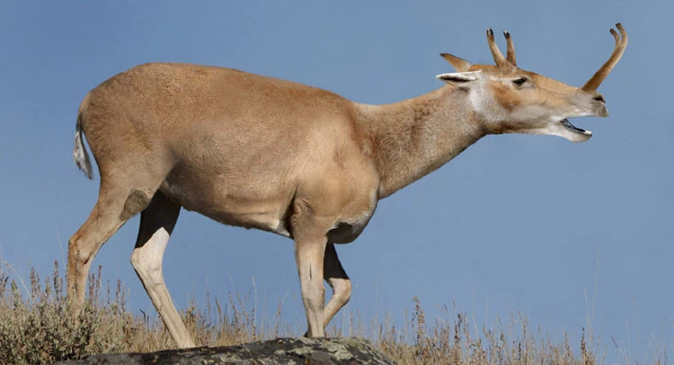 Synthetoceras | Animali Wiki | Fandom