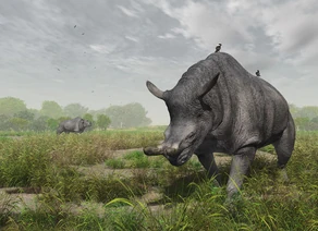 Brontotherium | Animali Wiki | Fandom