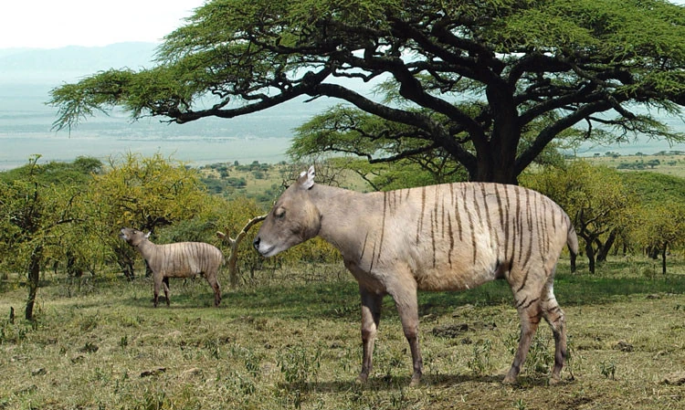 Diadiaphorus | Animali Wiki | Fandom