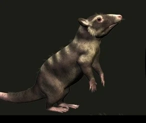 Purgatorius | Animali Wiki | Fandom
