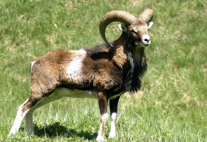 Muflone | Animali Wiki | Fandom