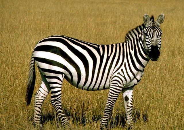 Zebra di Grant | Animali Wiki | Fandom