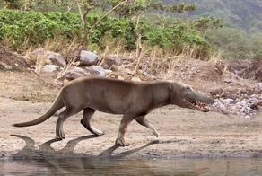 Pakicetus | Animali Wiki | Fandom