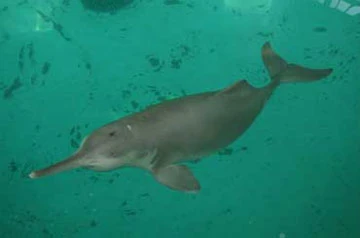 Lipote | Animali Wiki | Fandom