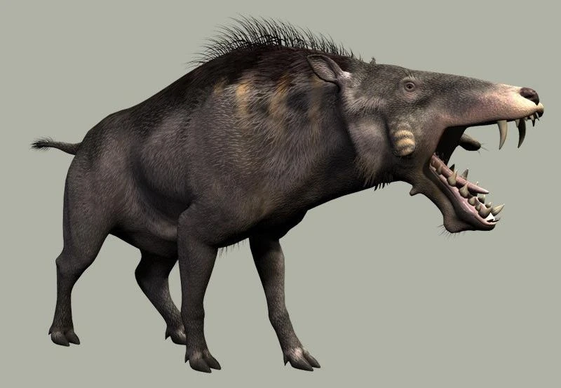 Entelodon | Animali Wiki | Fandom