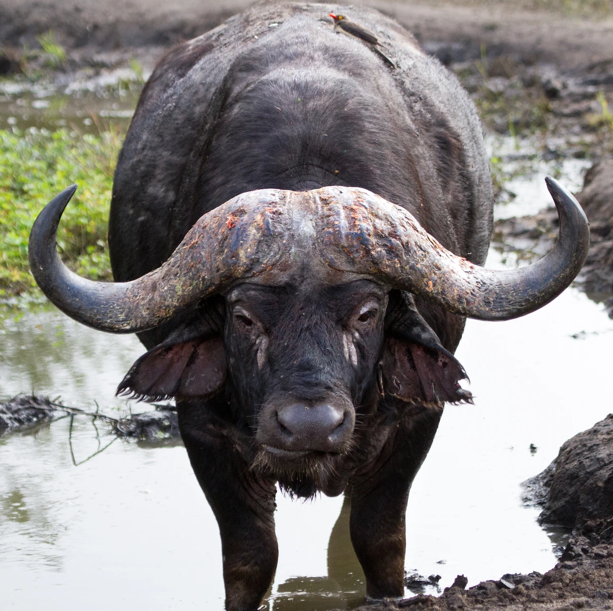 Bufalo cafro | Animali Wiki | Fandom