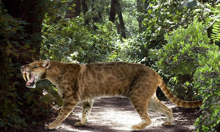 Hoplophoneus | Animali Wiki | Fandom