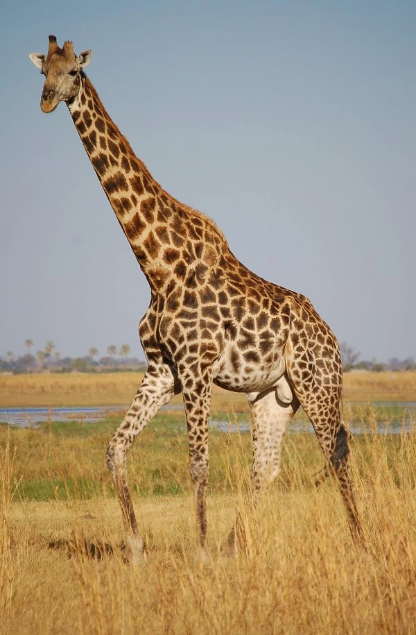 Giraffa | Animali Wiki | Fandom