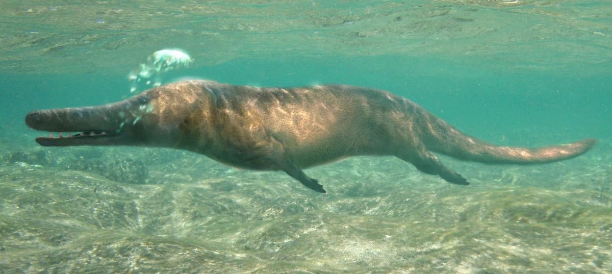 Kutchicetus | Animali Wiki | Fandom