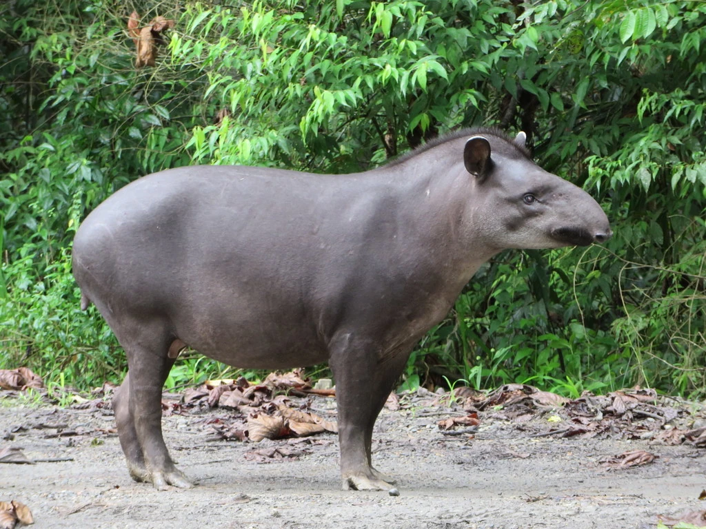 Kabomani Tapir
