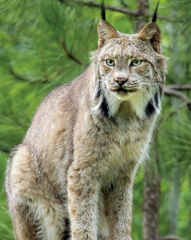 Lynx | Animalia r o b l o x Wiki | Fandom