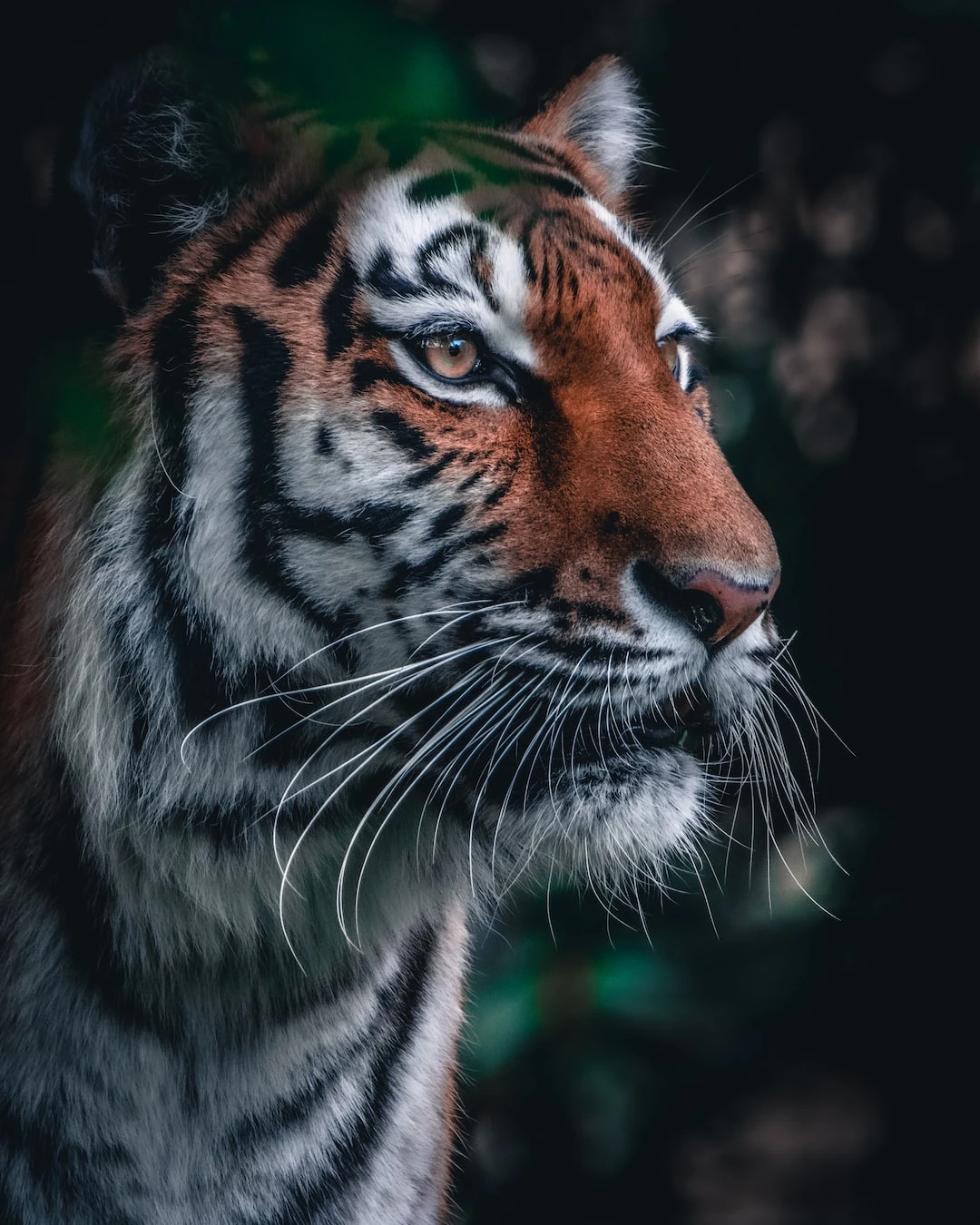Tiger | Animalia r o b l o x Wiki | Fandom