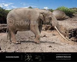 Cuvieronius | Animalia r o b l o x Wiki | Fandom