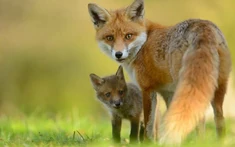 Vulpes vulpes | Biología wiki | Fandom