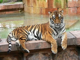 Panthera tigris tigris | Biología wiki | Fandom