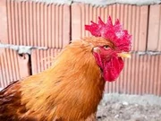 Gallus gallus domesticus | Biología wiki | Fandom