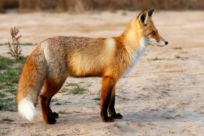 Vulpes vulpes | Biología wiki | Fandom