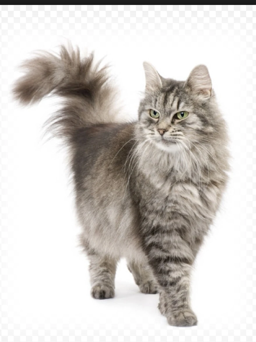 Kat | Dieren Wiki | Fandom