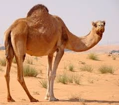 Camelus | Biología wiki | Fandom