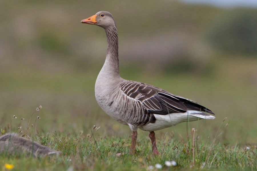 Grauwe gans | Dieren Wiki | Fandom