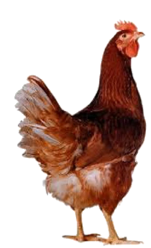 Gallus gallus domesticus | Biología wiki | Fandom