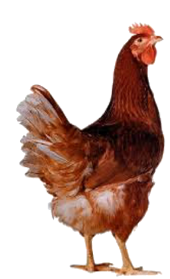 Gallus gallus domesticus | Biología wiki | Fandom