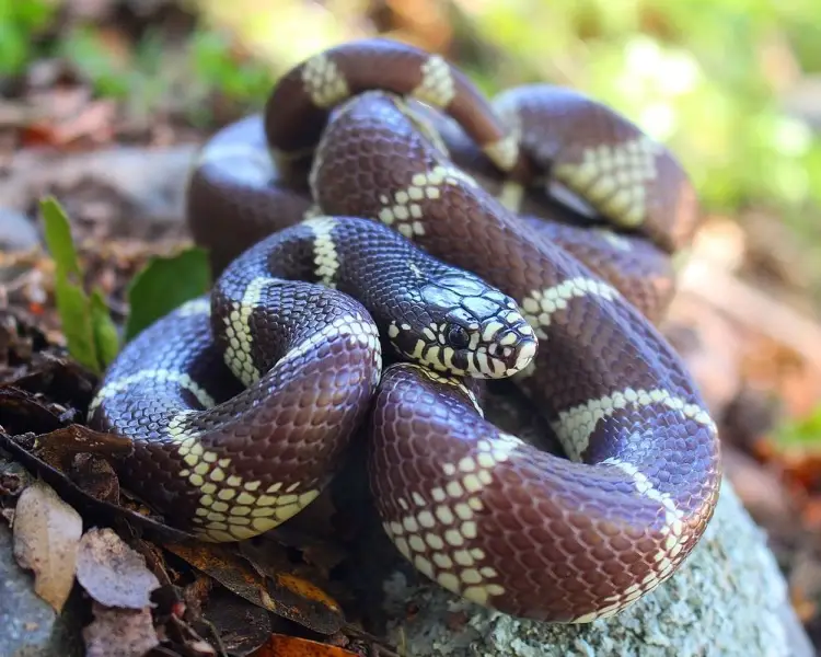 California Kingsnake | Zoopedia Wiki | Fandom