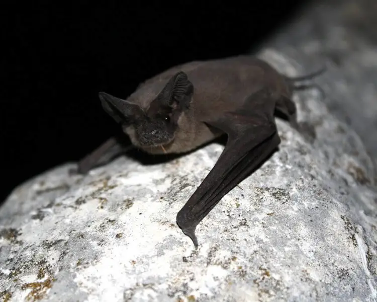 Mexican Free-Tailed Bat | Zoopedia Wiki | Fandom