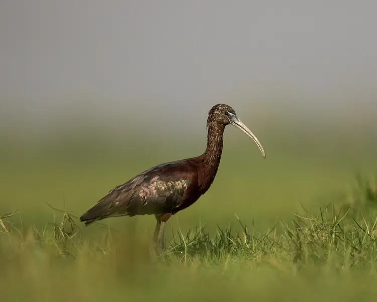 Glossy Ibis | Zoopedia Wiki | Fandom