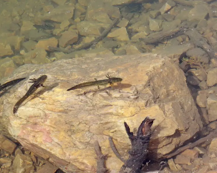 Tiger salamander | Zoopedia Wiki | Fandom
