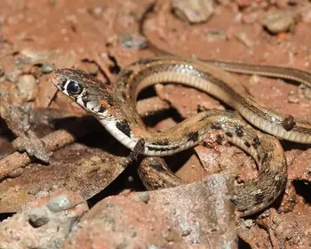 Buff Striped Keelback | Zoopedia Wiki | Fandom