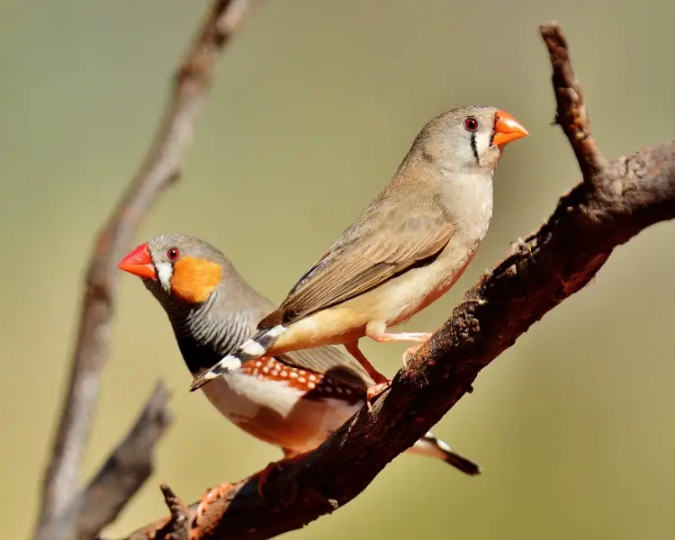 Zebra Finch | Zoopedia Wiki | Fandom