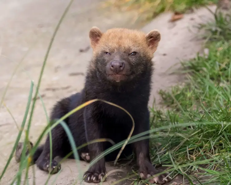 Bush Dog | Zoopedia Wiki | Fandom