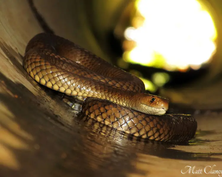 Eastern Brown Snake | Zoopedia Wiki | Fandom