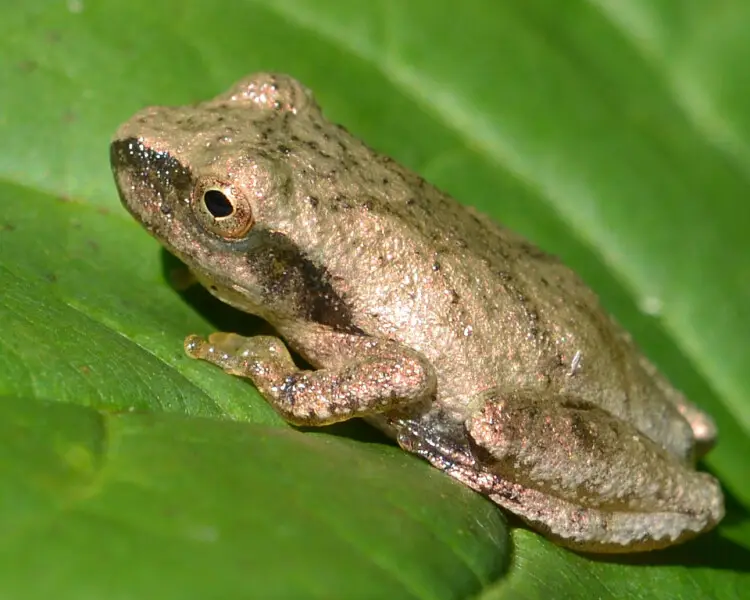 Spring peeper | Zoopedia Wiki | Fandom