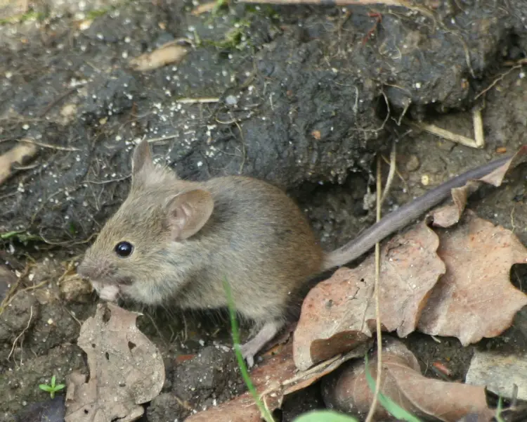 White-Footed Mouse | Zoopedia Wiki | Fandom