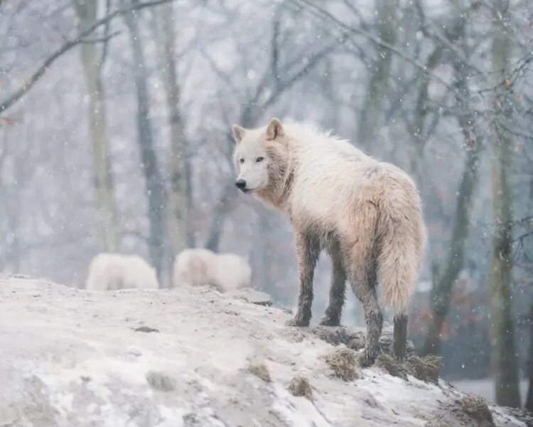 Arctic Wolf | Zoopedia Wiki | Fandom