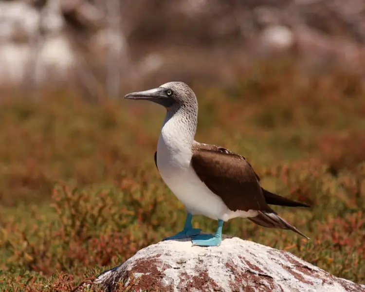 Blue-Footed Booby | Zoopedia Wiki | Fandom