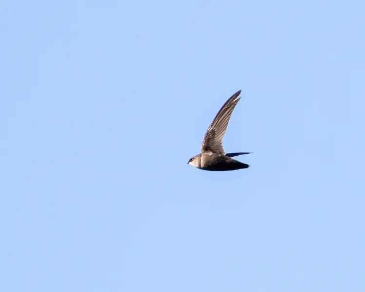 Chimney Swift | Zoopedia Wiki | Fandom