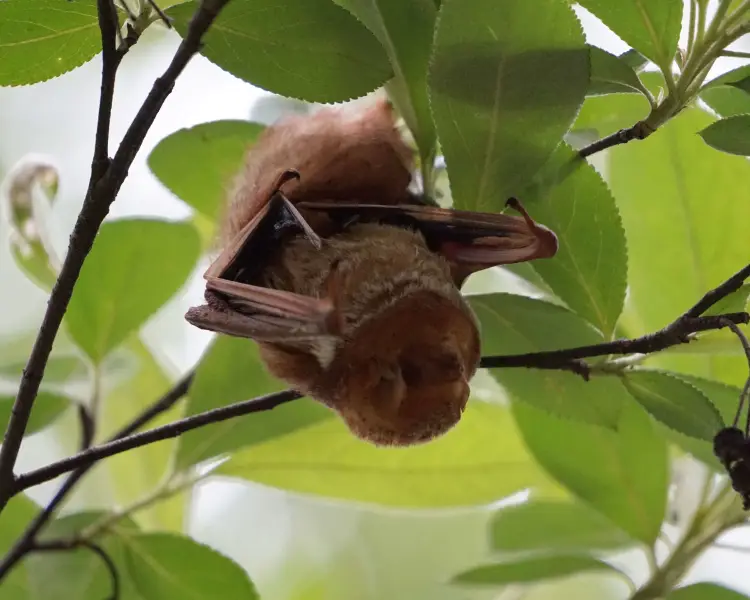 Eastern Red Bat | Zoopedia Wiki | Fandom