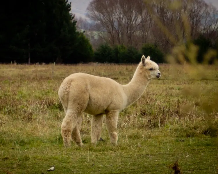 Llama | Zoopedia Wiki | Fandom