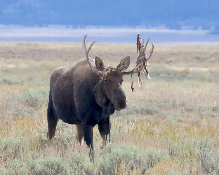 Moose | Zoopedia Wiki | Fandom