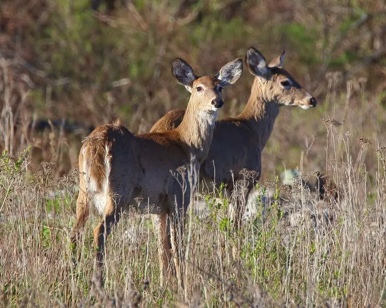 White-Tailed Deer | Zoopedia Wiki | Fandom