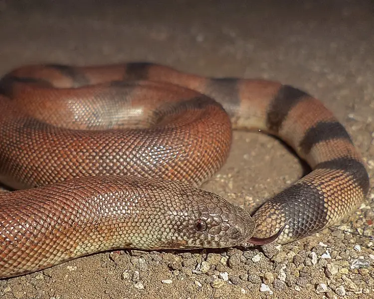 Indian Sand Boa | Zoopedia Wiki | Fandom