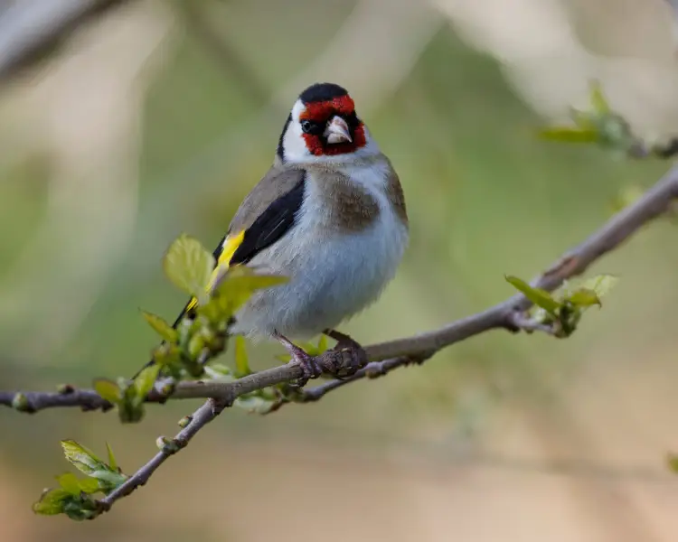 European Goldfinch | Zoopedia Wiki | Fandom