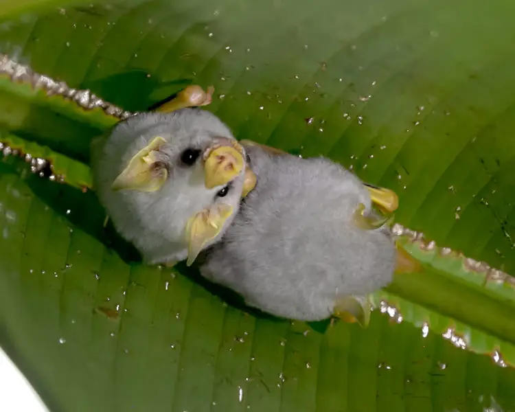 Honduran White Bat | Zoopedia Wiki | Fandom