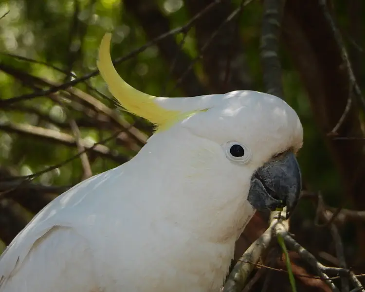 Yellow-Crested Cockatoo | Zoopedia Wiki | Fandom